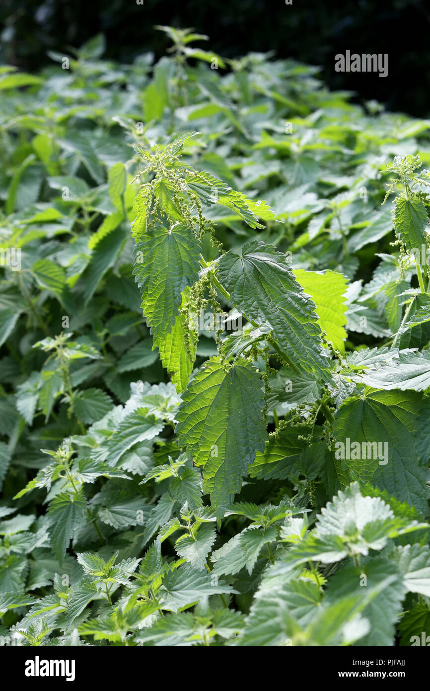 A large area of Common Nettles also known as Stinging Nettles in a car ...