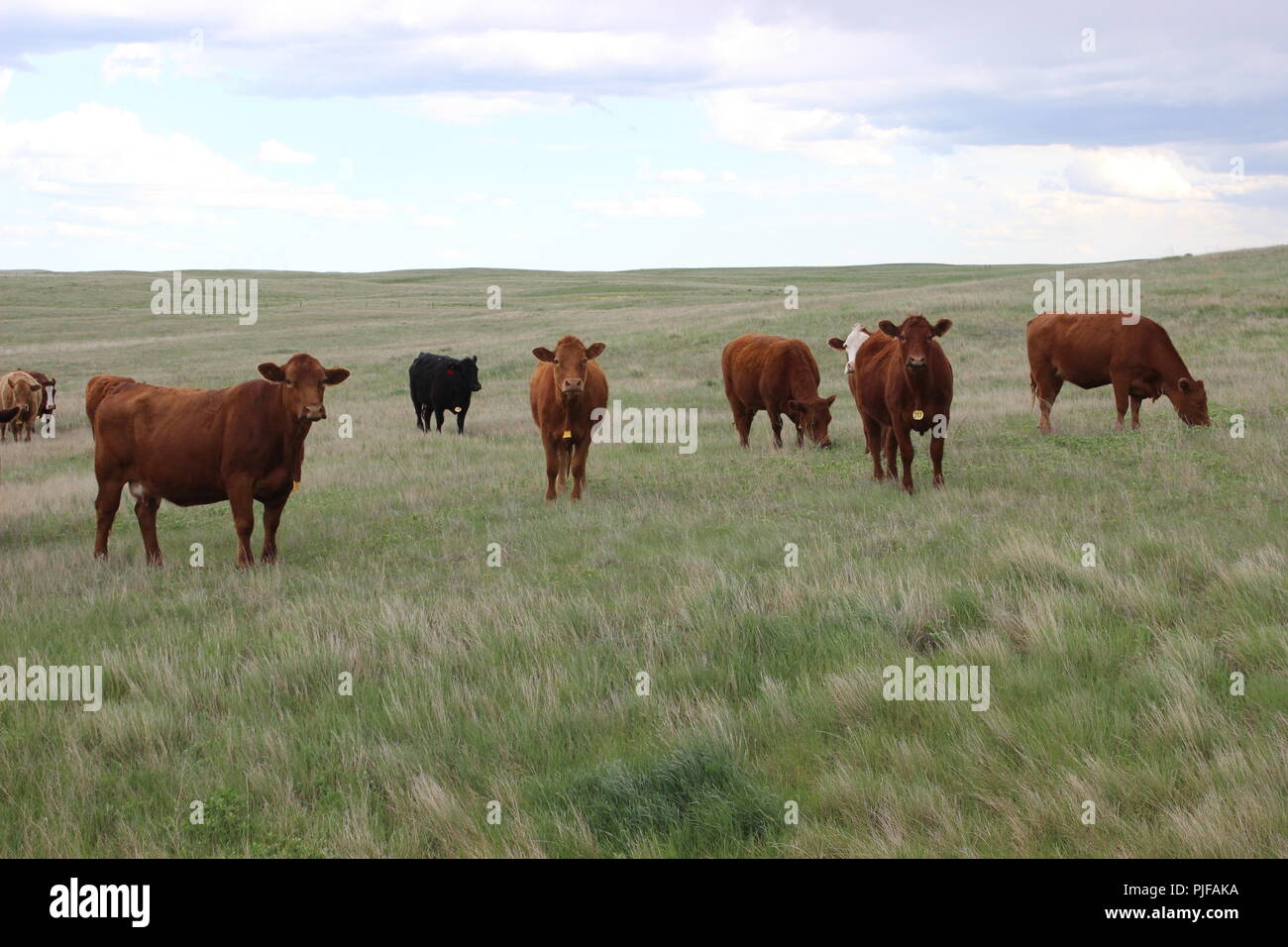 Cow eating cud hi-res stock photography and images - Alamy