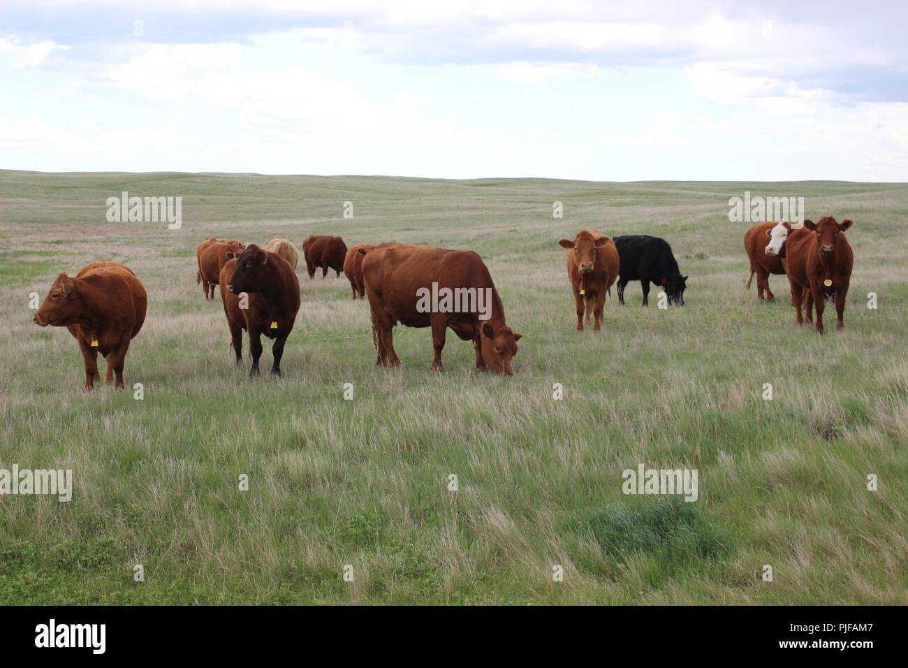 Devon Red Beef Cattle High Resolution Stock Photography and Images - Alamy