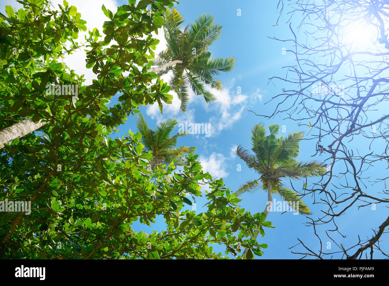 Sun sunshine palm tree hi-res stock photography and images - Alamy