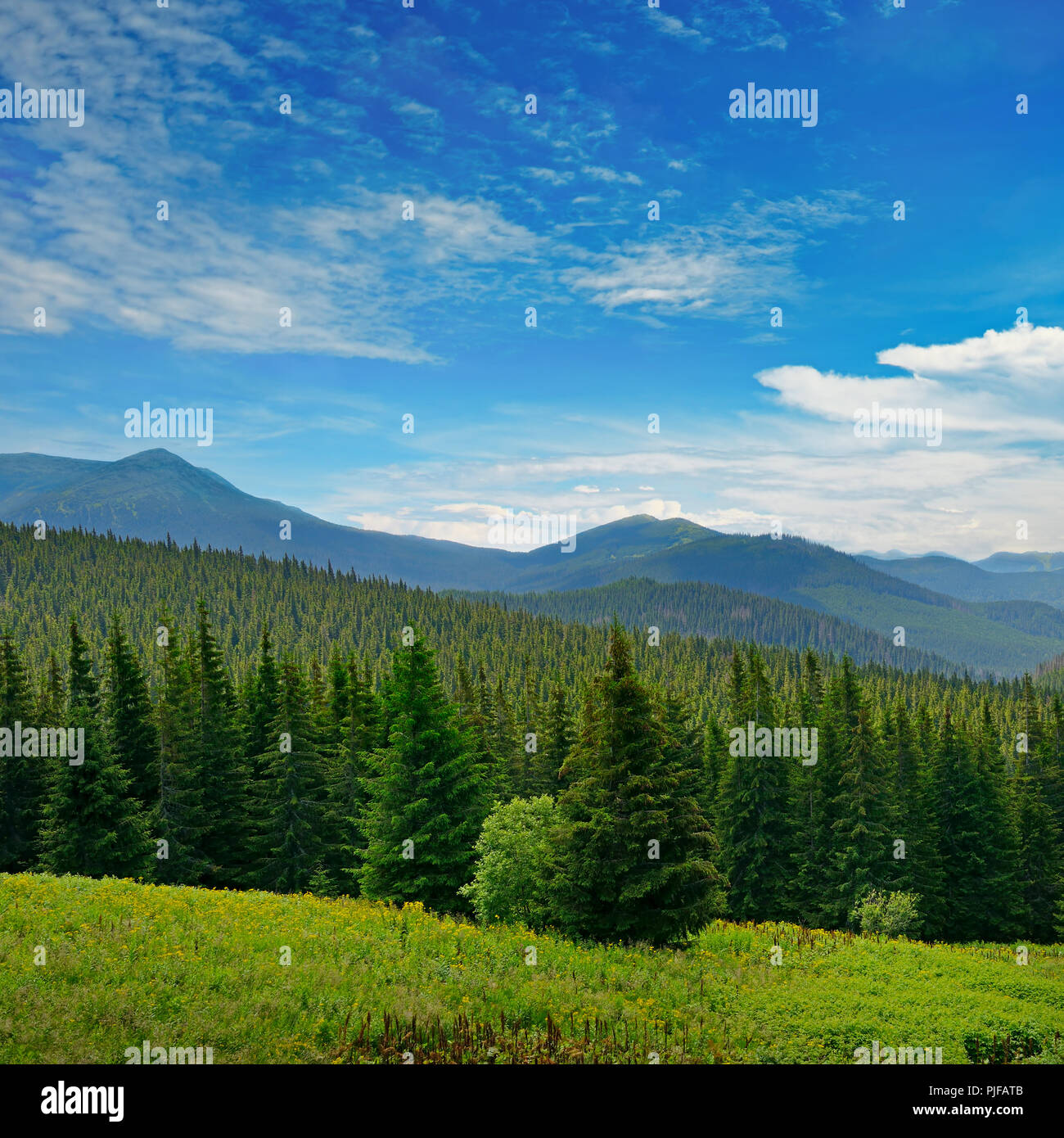 Pine trees woods forest high top tree hi-res stock photography and ...