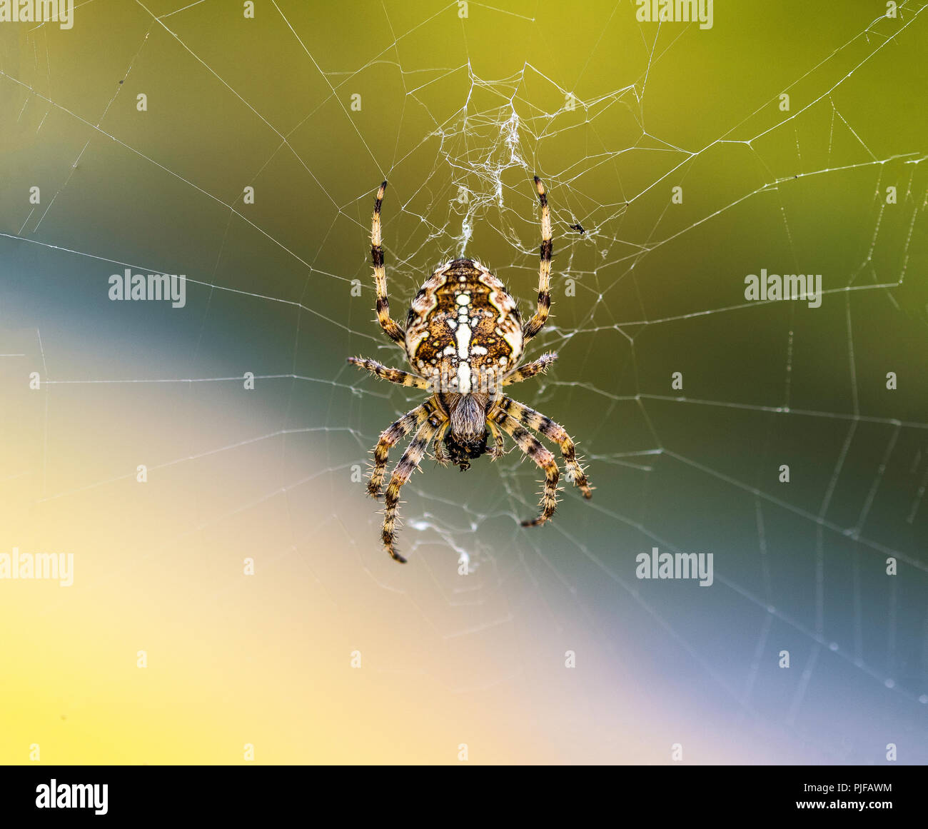 Araneus Diadematus Is The Scientific Name For This British Cross Orb Weaver Spider Situated In araneus-diadematus-is-the-scientific-name-for-this-british-cross-orb-weaver-spider-situated-in
