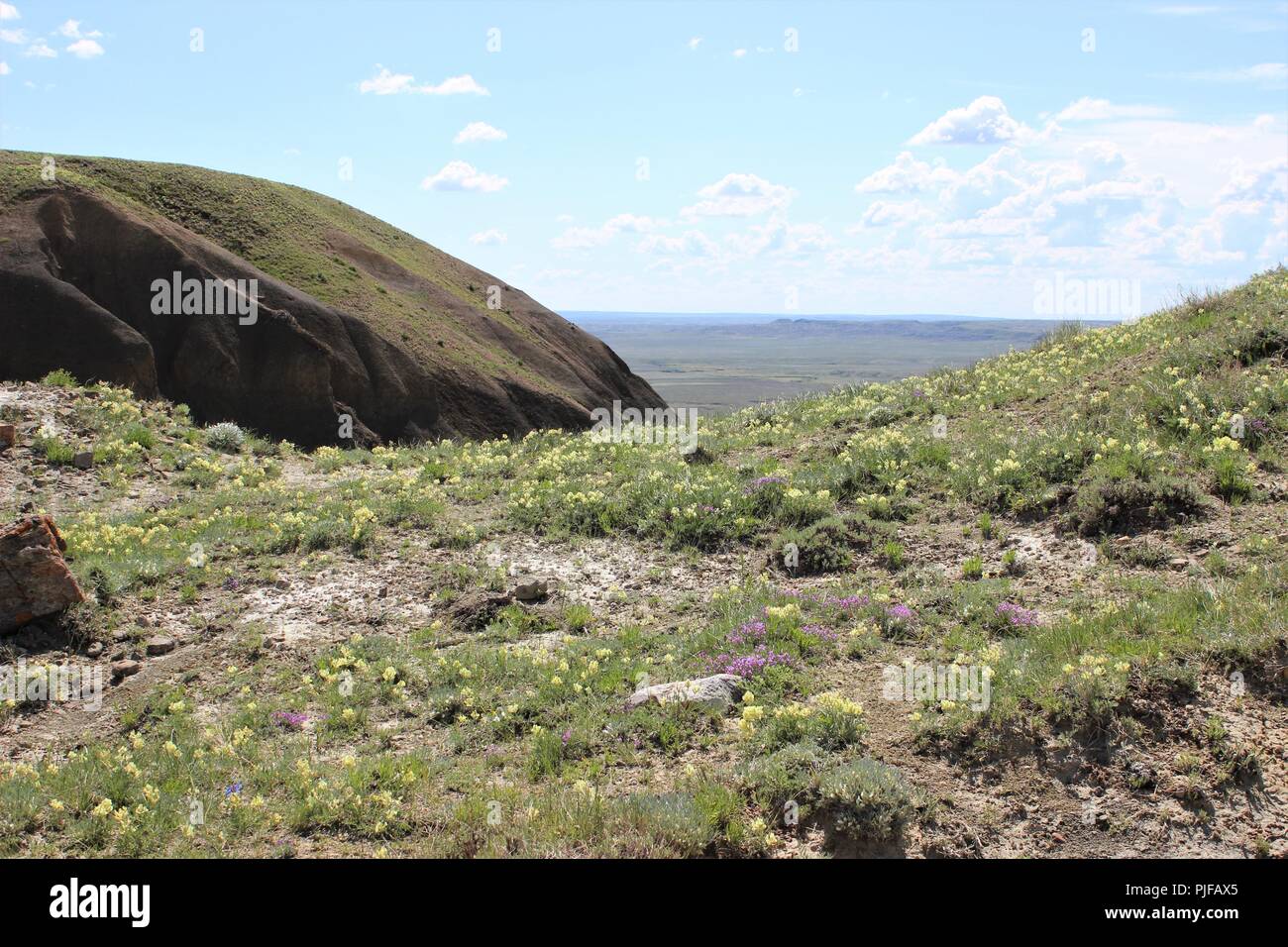 Wildflowers on the Praire Stock Photo - Alamy