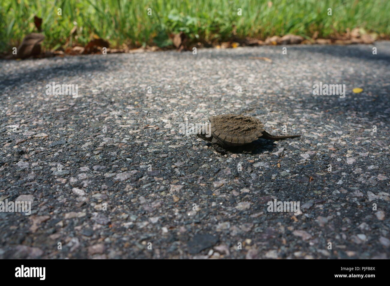Baby snapping turtle hi-res stock photography and images - Alamy