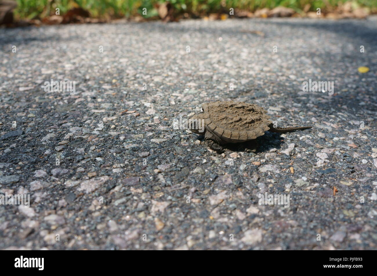 Baby snapping turtle hi-res stock photography and images - Alamy