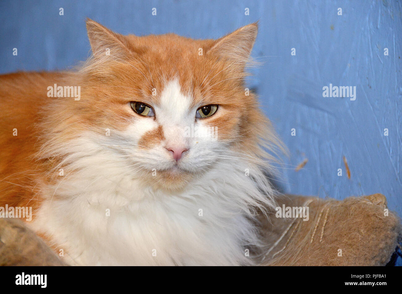 Mucus nose hi-res stock photography and images - Alamy