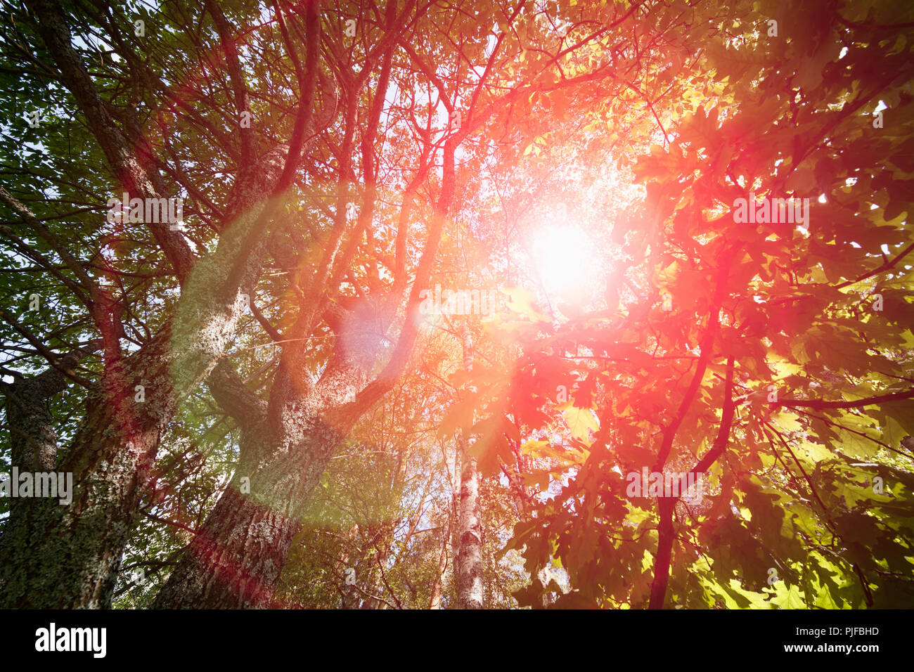 Spring summer concept background. Variety crowns of the trees in the ...