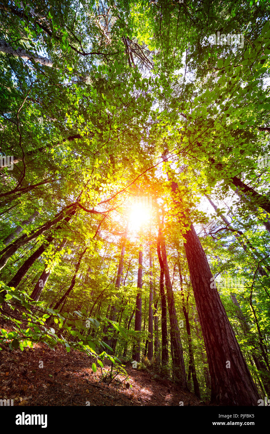 Variety crowns of the trees in the spring forest against the blue sky ...