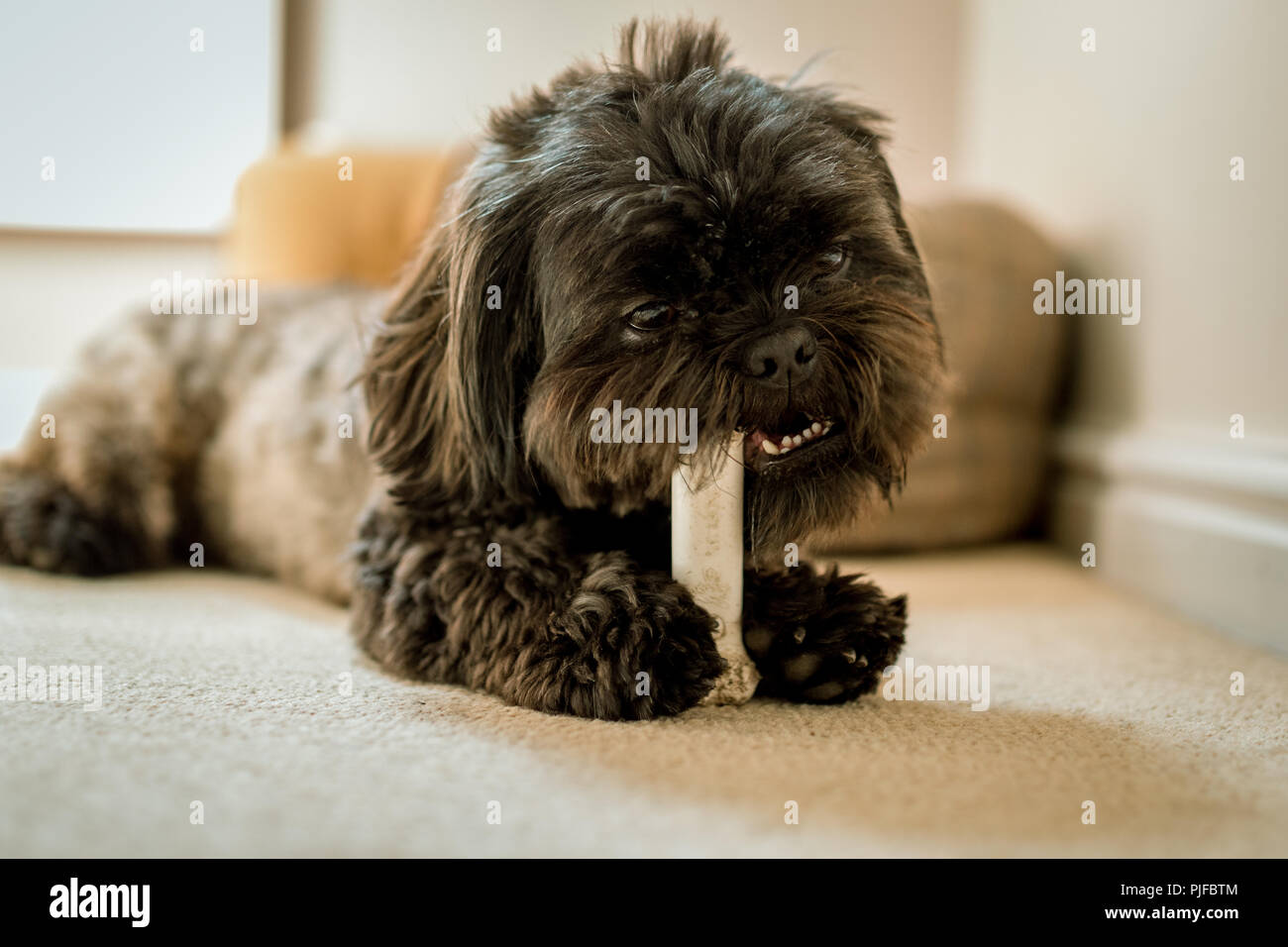 cute dog shih tzu with a bone Stock Photo - Alamy