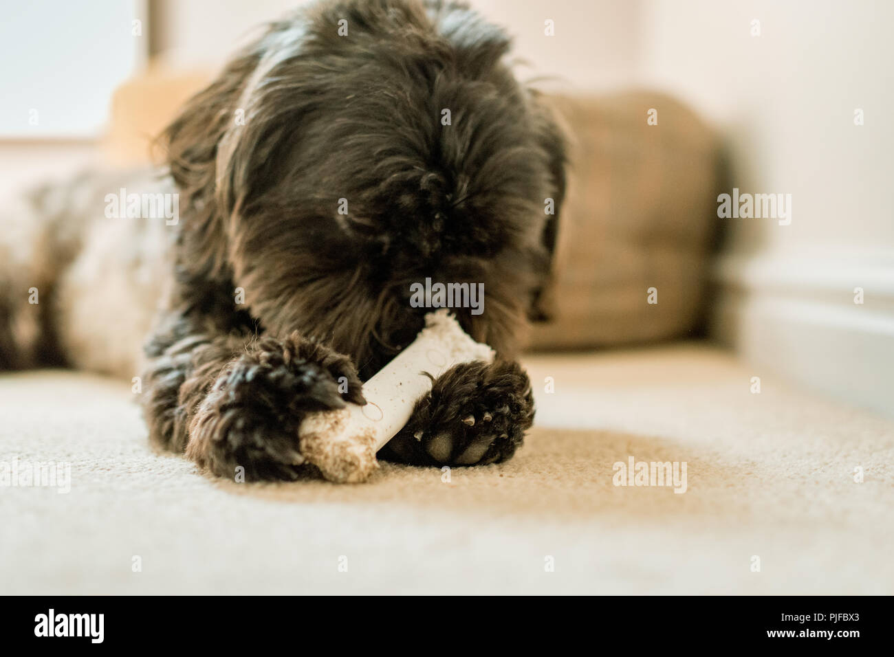 cute dog shih tzu with a bone Stock Photo - Alamy