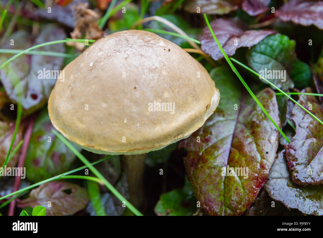 Mushroom boletus grows in the forest in early autumn Stock Photo - Alamy