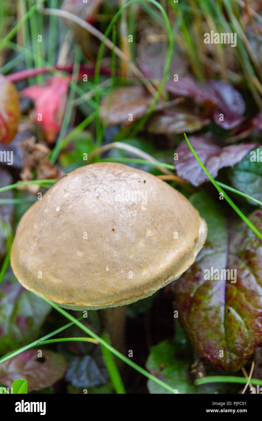 Mushroom boletus grows in the forest in early autumn Stock Photo - Alamy