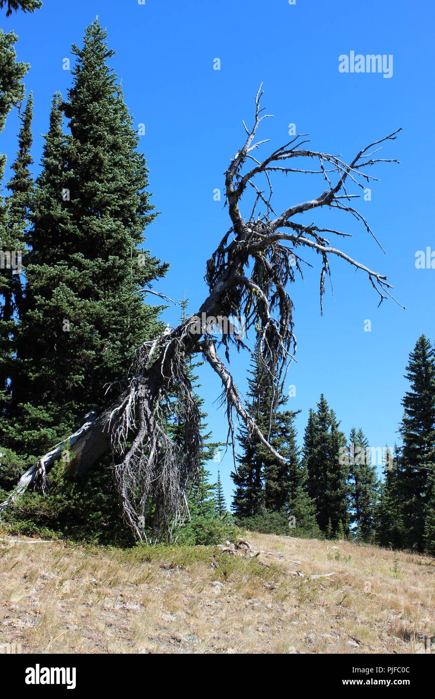 Tree monster hi-res stock photography and images - Alamy