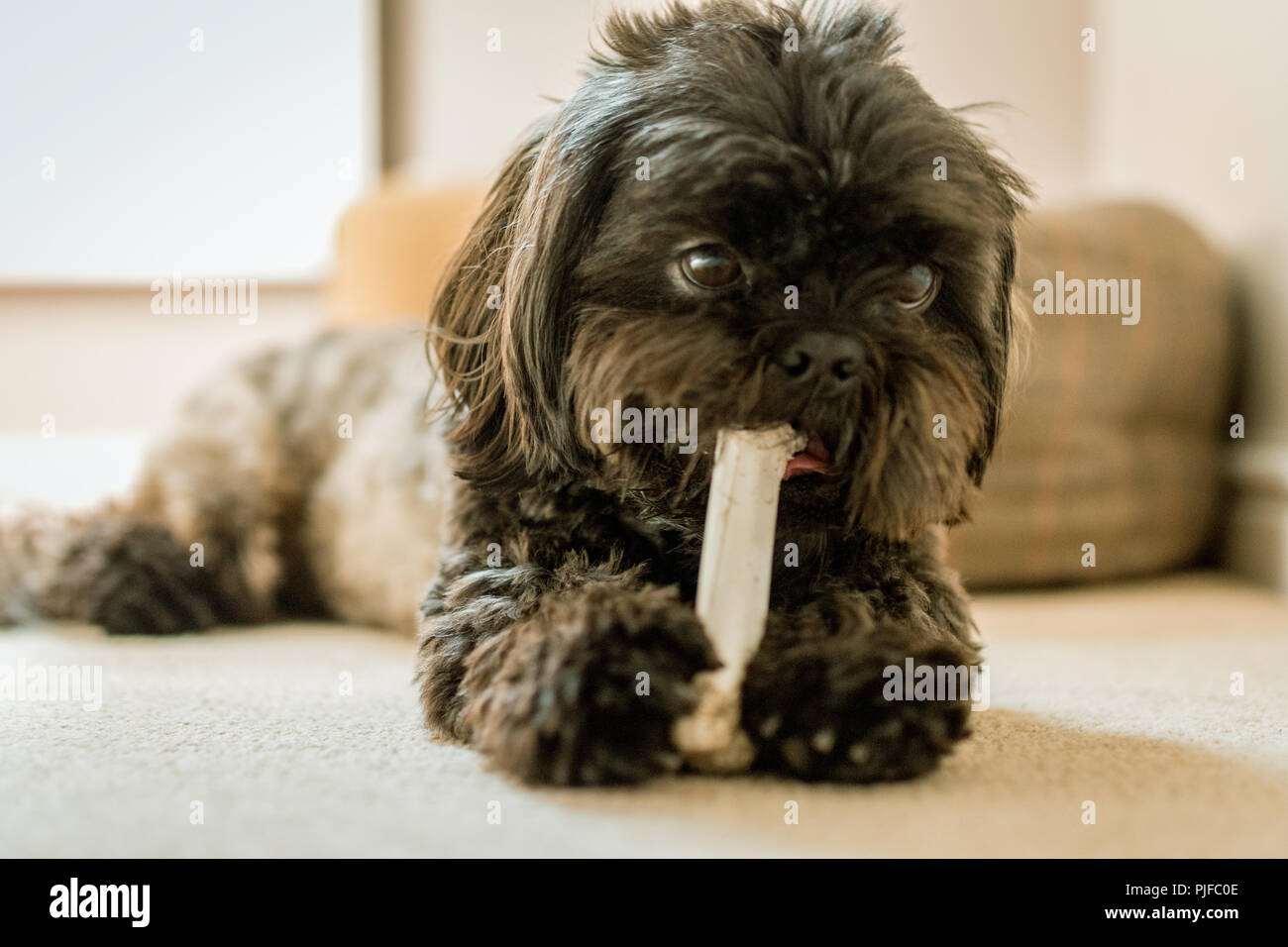 cute dog shih tzu with a bone Stock Photo - Alamy