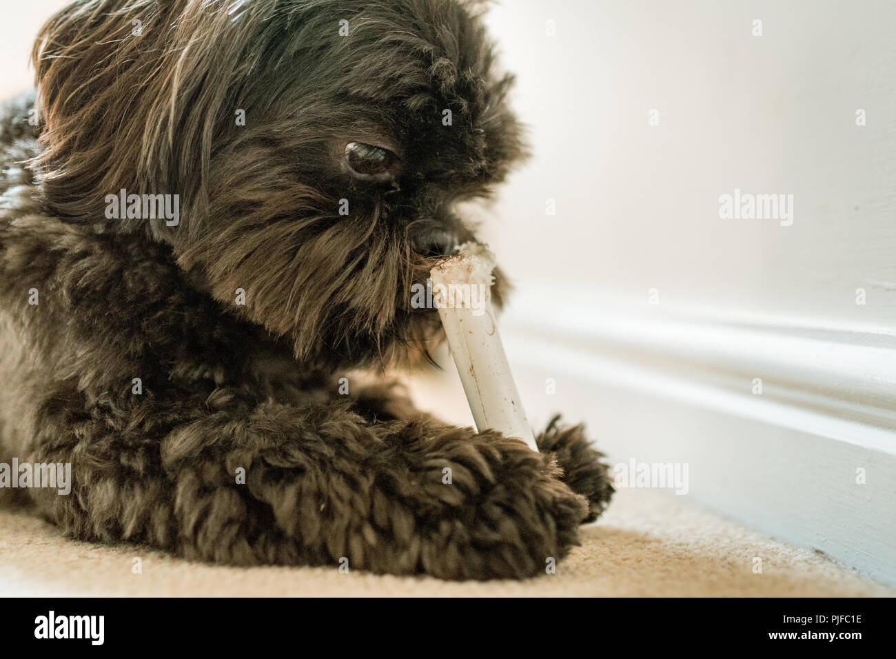 cute dog shih tzu with a bone Stock Photo - Alamy
