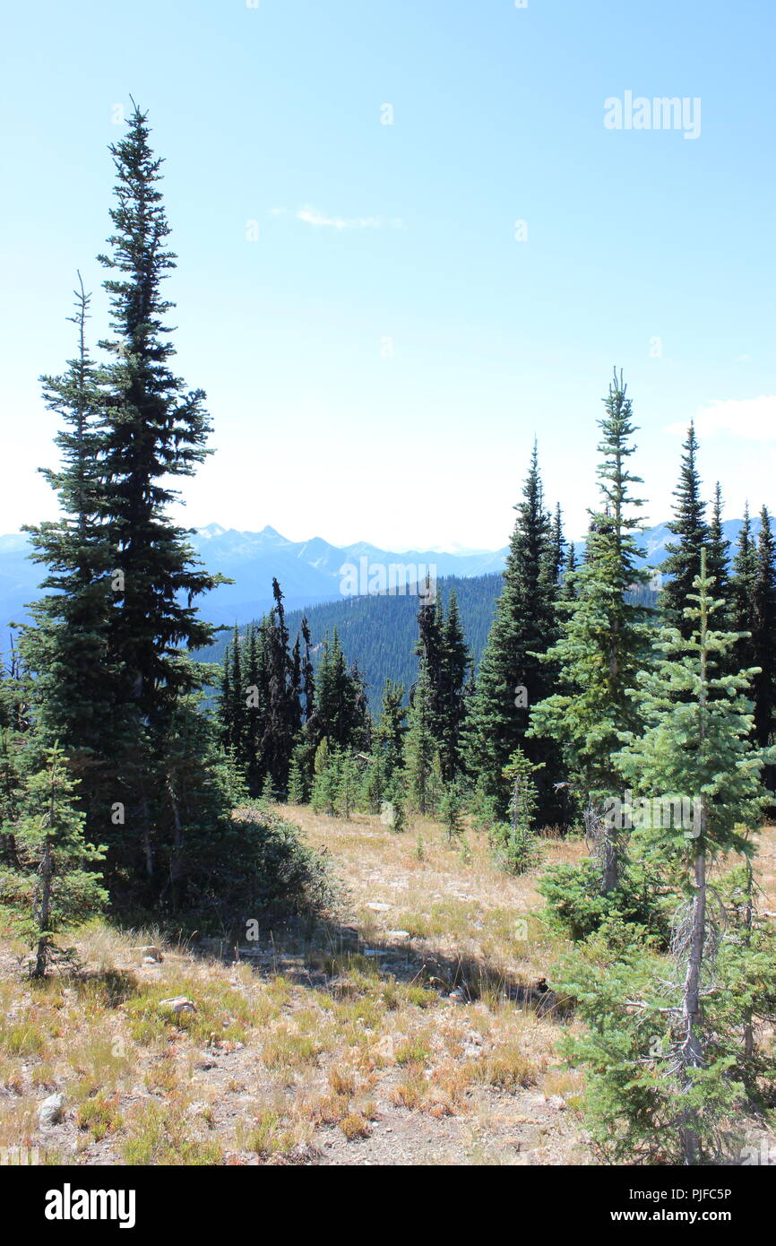 Tall alpine trees hi-res stock photography and images - Alamy