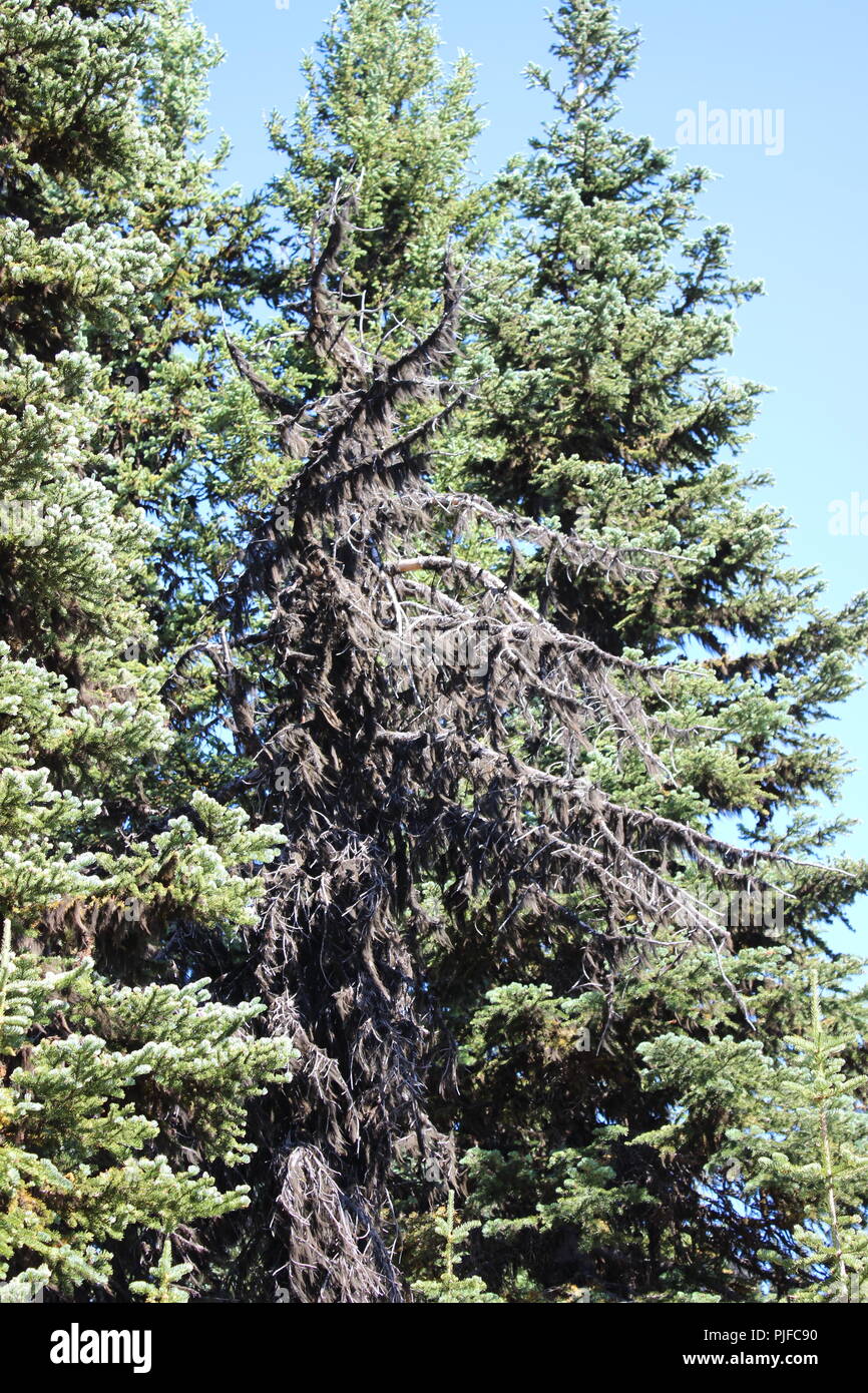Skinny dead trees hi-res stock photography and images - Alamy
