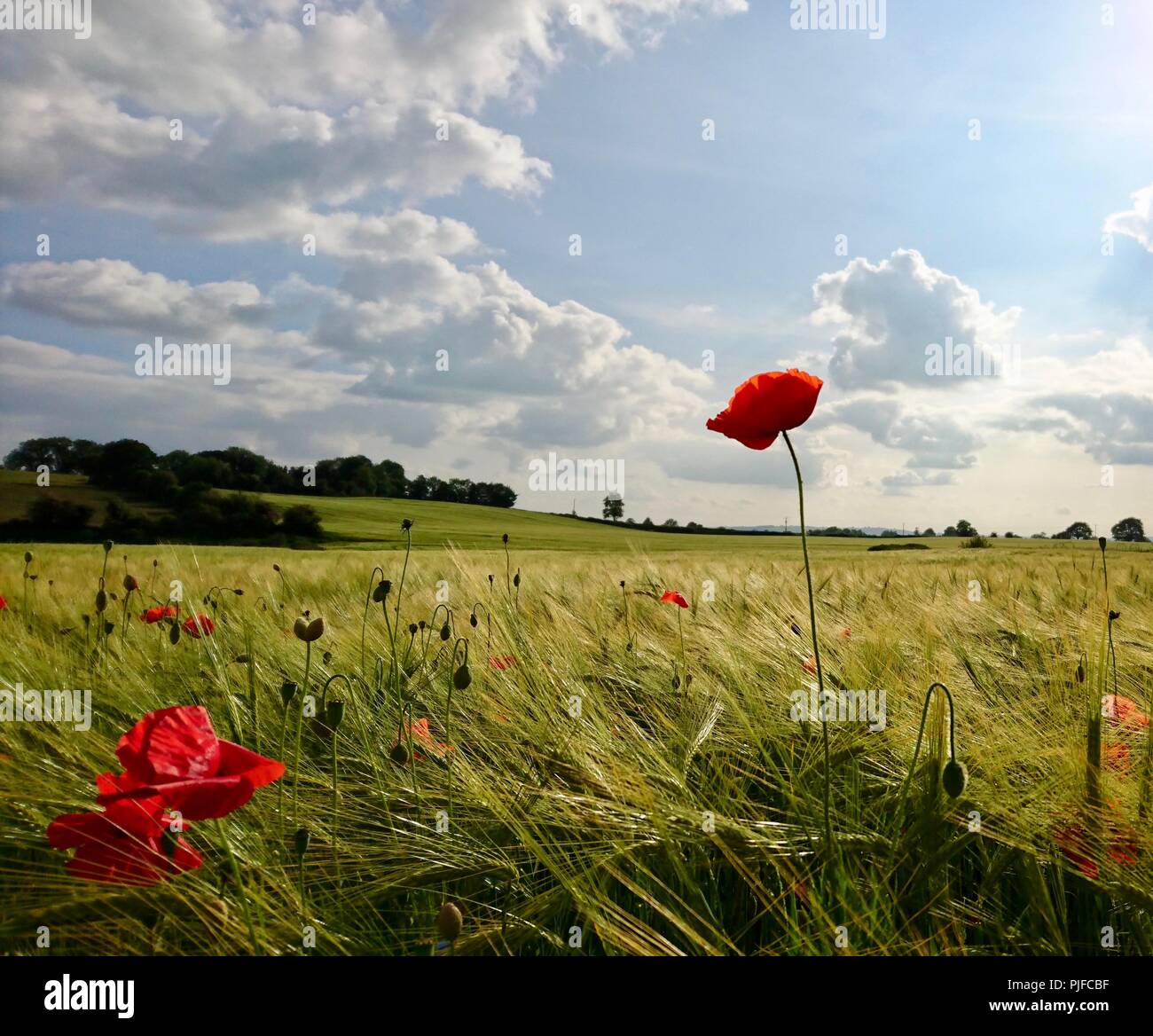 Lest we forget red poppy hi-res stock photography and images - Alamy
