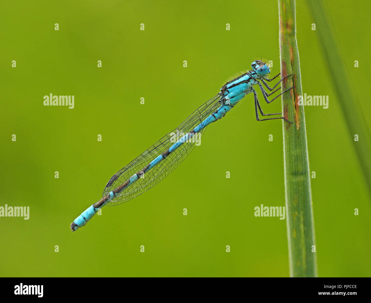close-up of male Common blue damselfly (Enallagma cyathigerum) on grass ...