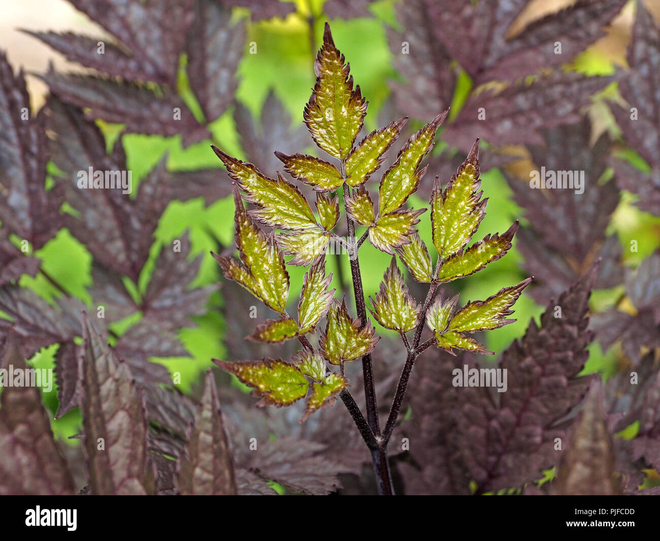 Dissected leaves hi-res stock photography and images - Alamy