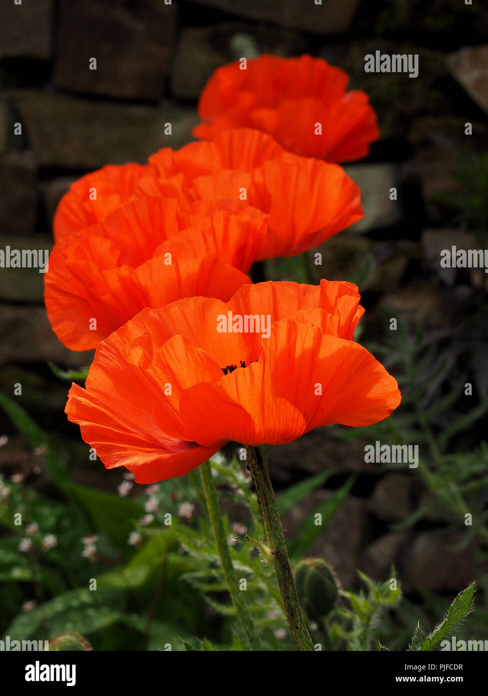 line of large red ornamental poppies, oriental poppy (Papaver orientale ...