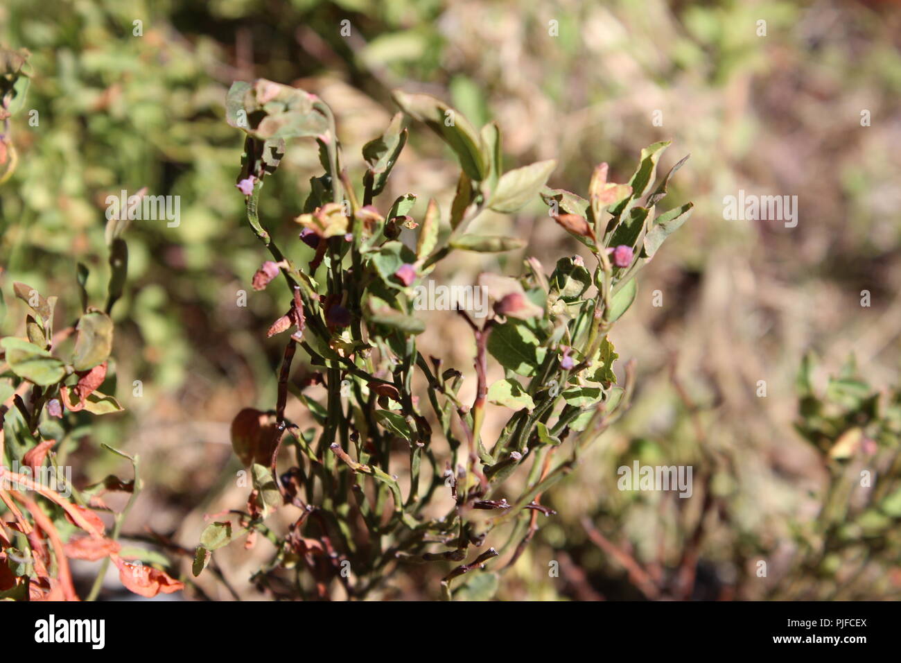 Wild Blueberry Plants Stock Photo - Alamy