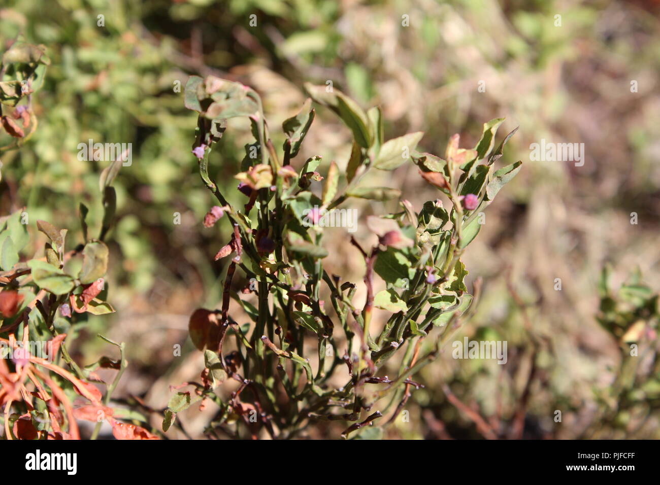 Alpine blueberry hi-res stock photography and images - Alamy