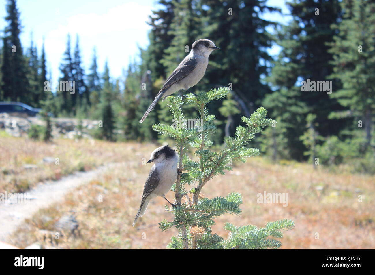 gray jay whiskey jack bird Stock Photo - Alamy