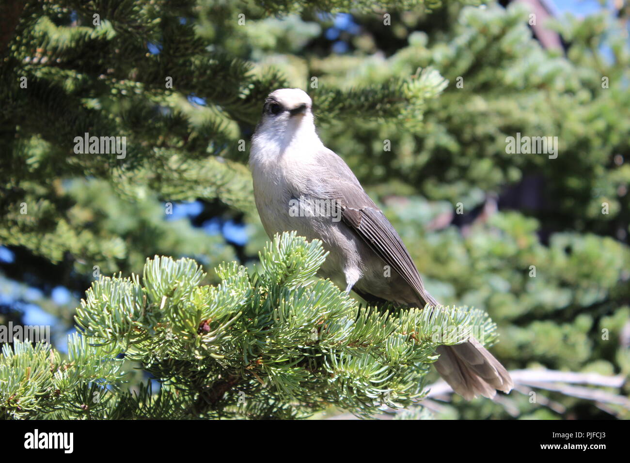 gray jay whiskey jack bird Stock Photo - Alamy