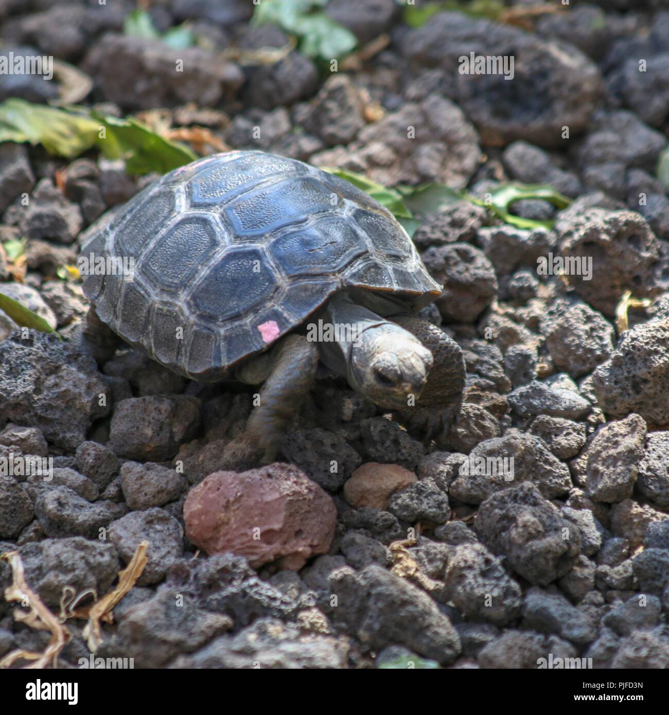 Baby tortoise hi-res stock photography and images - Alamy