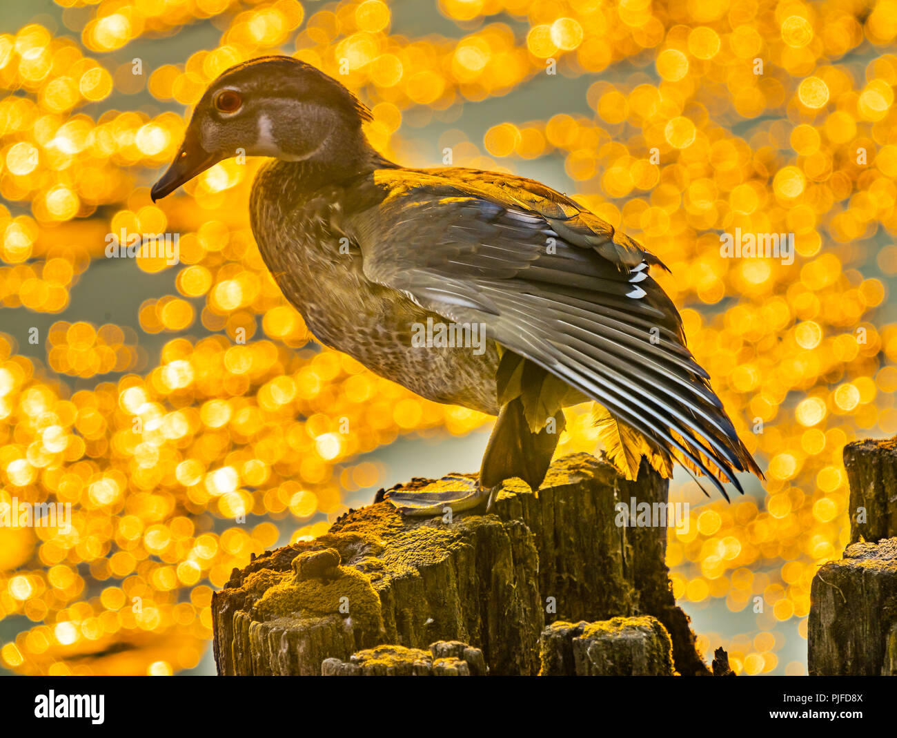 Female Wood Duck Carolina Duck Aix Sponsa Perching Duck Golden Sunset ...