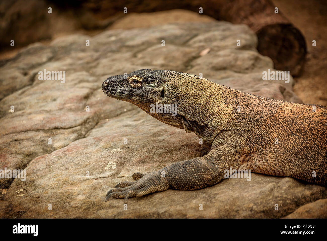 Australian Eastern Water Dragon High Resolution Stock Photography and ...