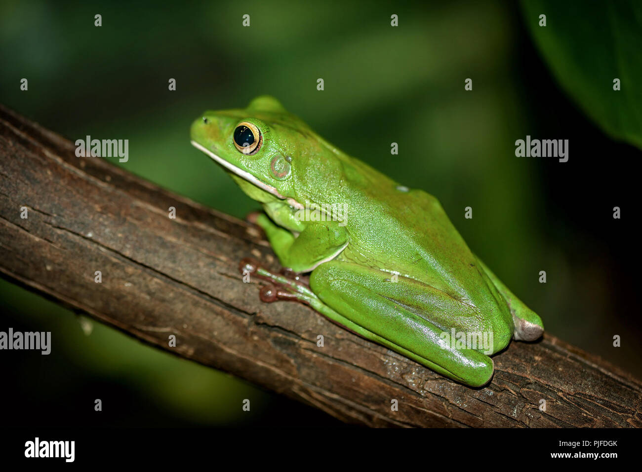 One australian tree frog hi-res stock photography and images - Alamy