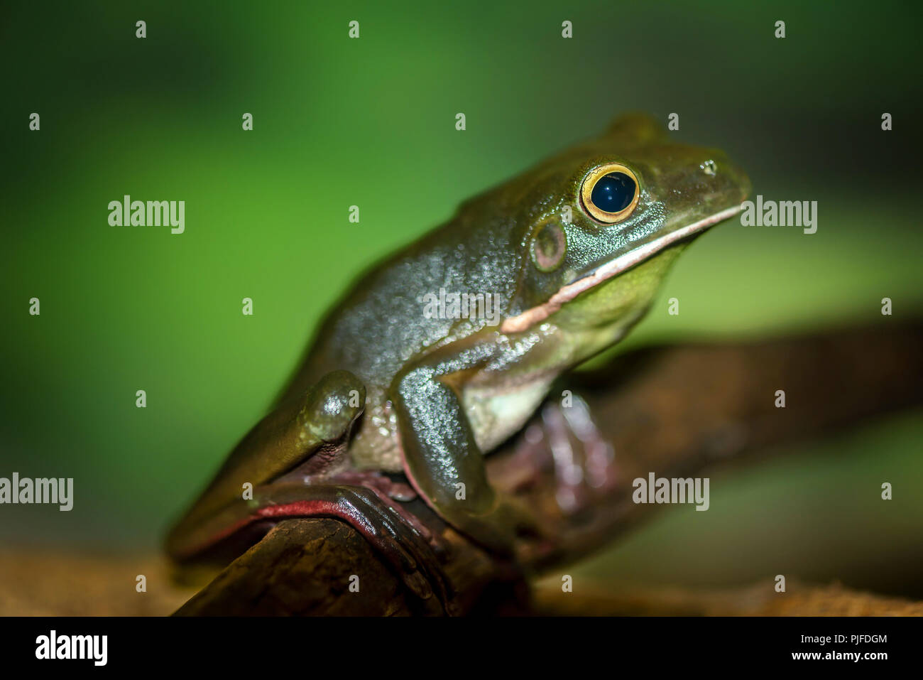 One australian tree frog hi-res stock photography and images - Alamy