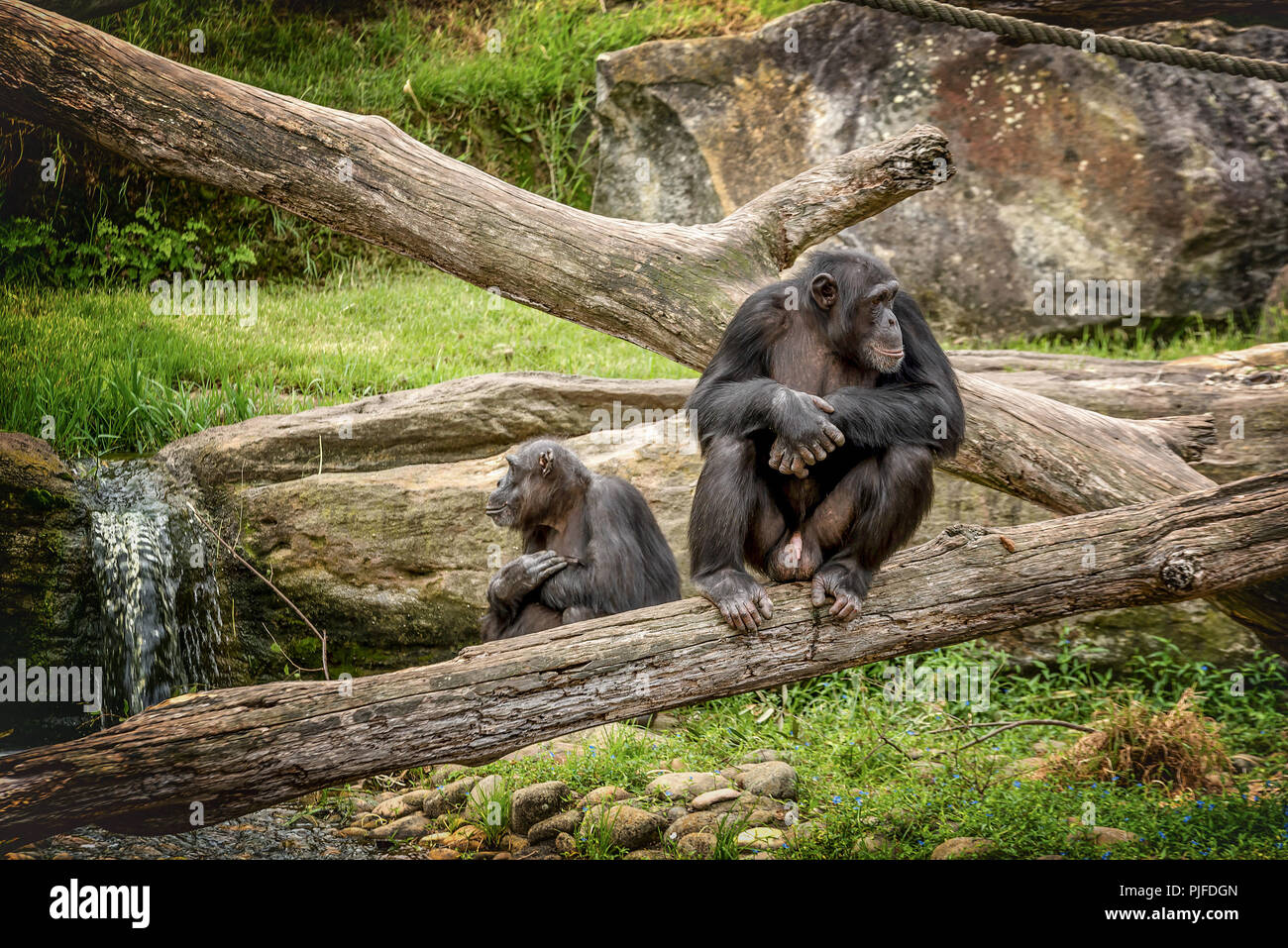 Alpha male chimpanzee hi-res stock photography and images - Alamy