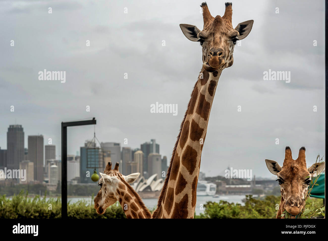 Giraffe in Sydney Zoo in Australia Stock Photo - Alamy