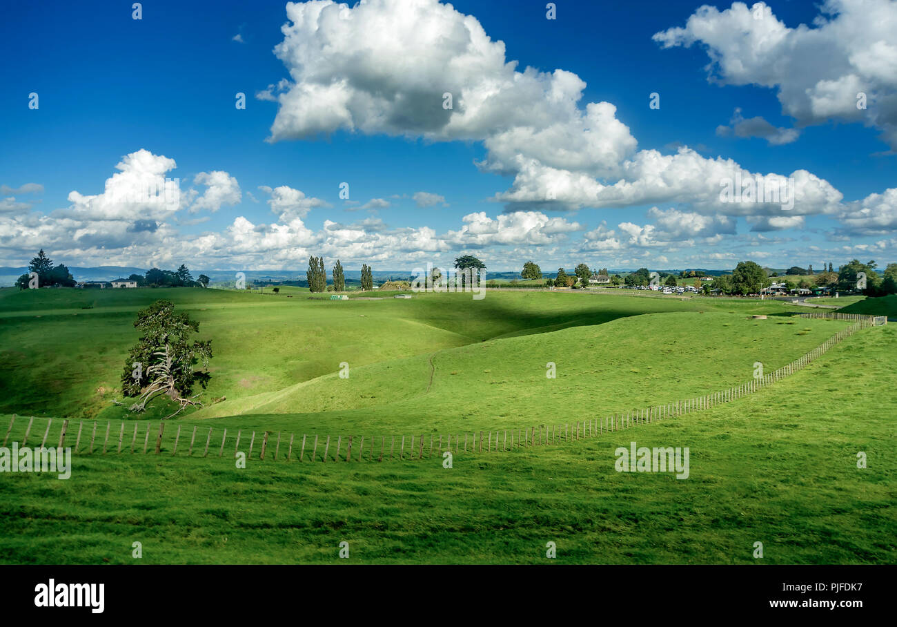 Matamata farm hi-res stock photography and images - Alamy
