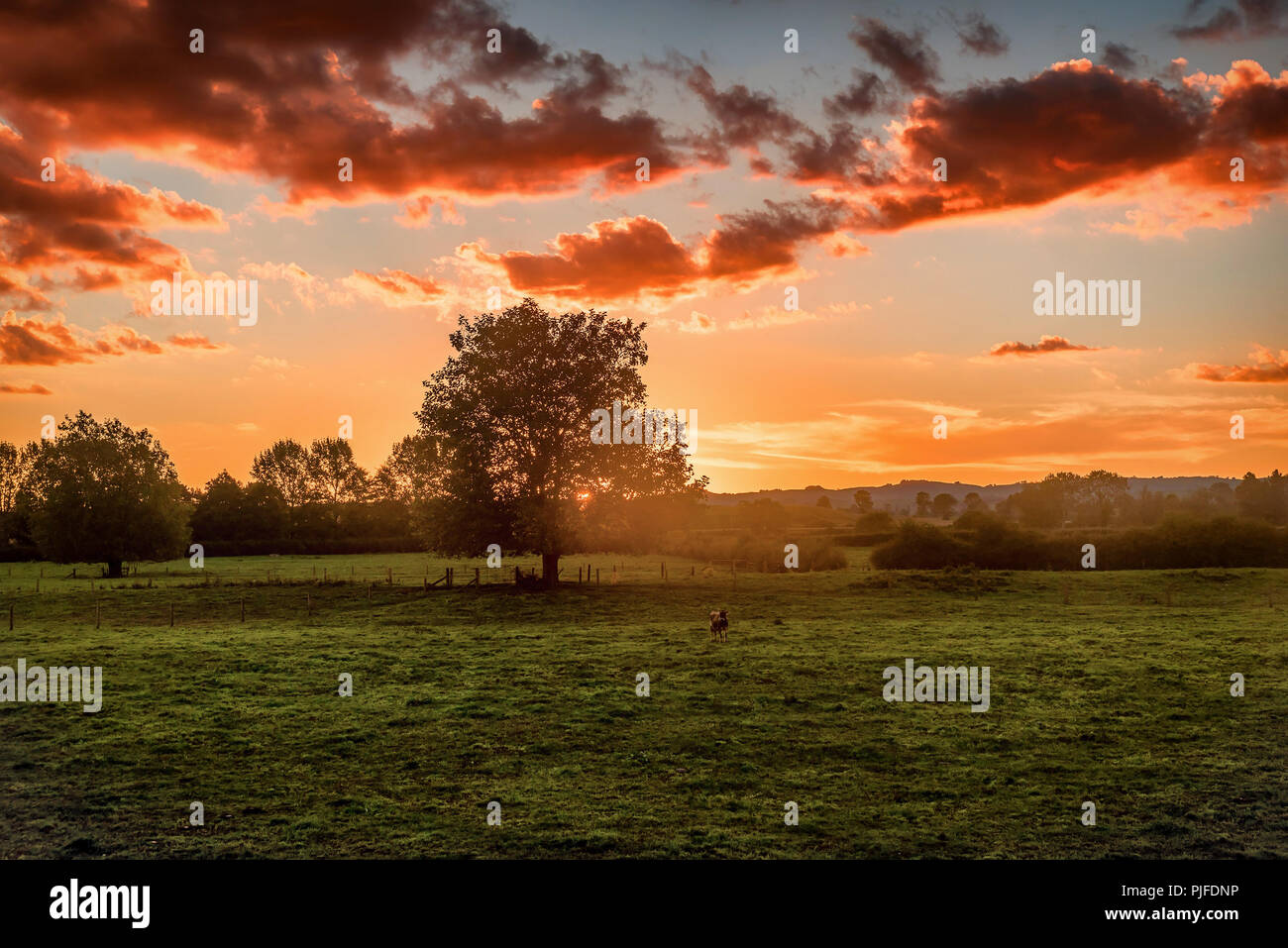 Matamata farm hi-res stock photography and images - Alamy