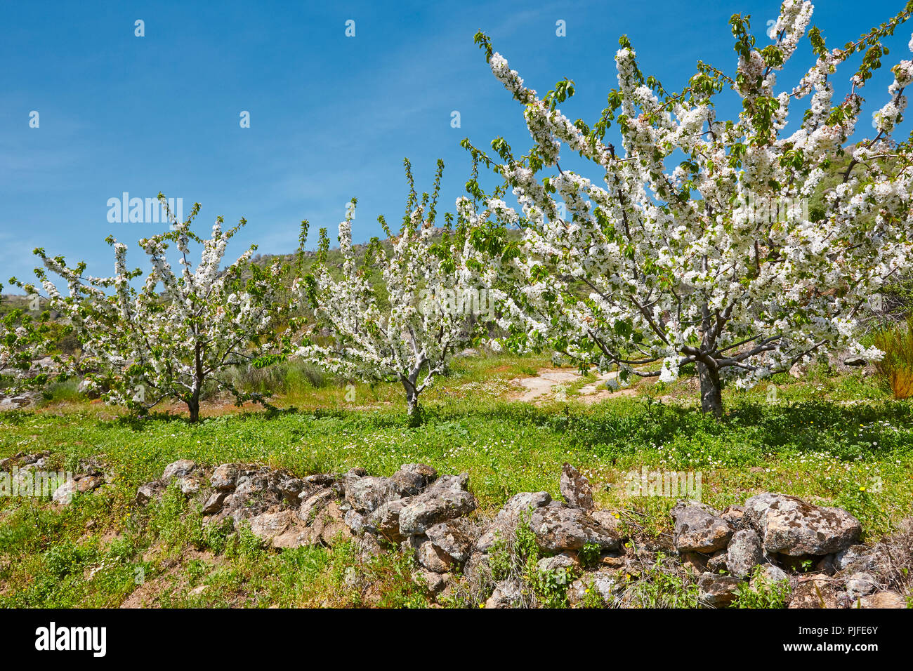 Cherry blossom in Jerte Valley, Caceres. Spring in Spain. Seasonal ...
