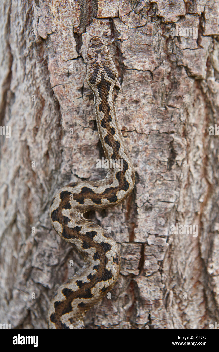 Vertical snake skin texture hi-res stock photography and images - Alamy