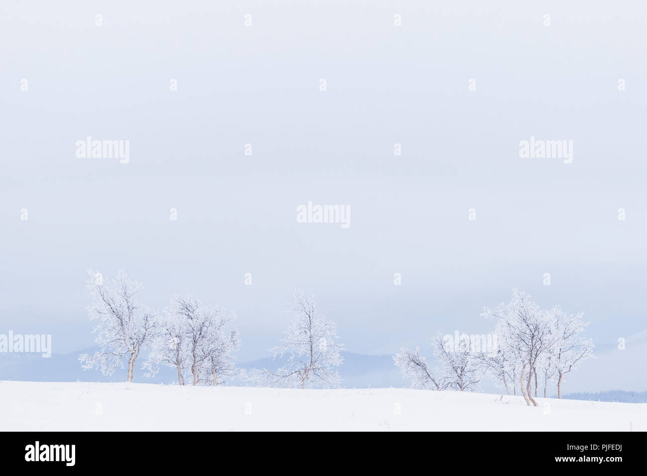 Snow and frost covered trees in a white landscape in Beitostølen Norway ...