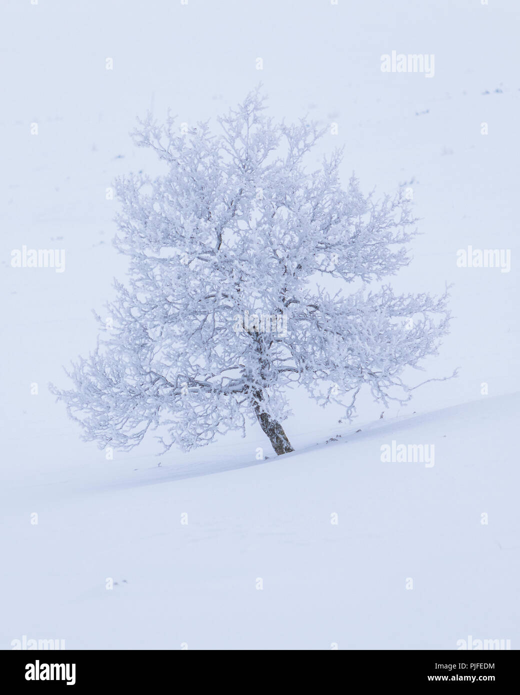 Snow and frost covered tree in a white landscape in Beitostølen Norway ...