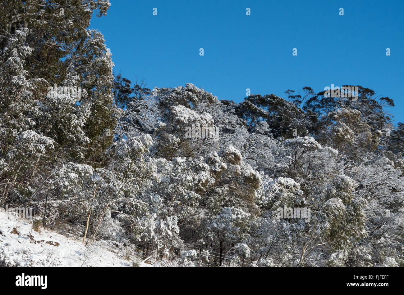 Australian bushland covered in snow after a snowfall in the snowy ...