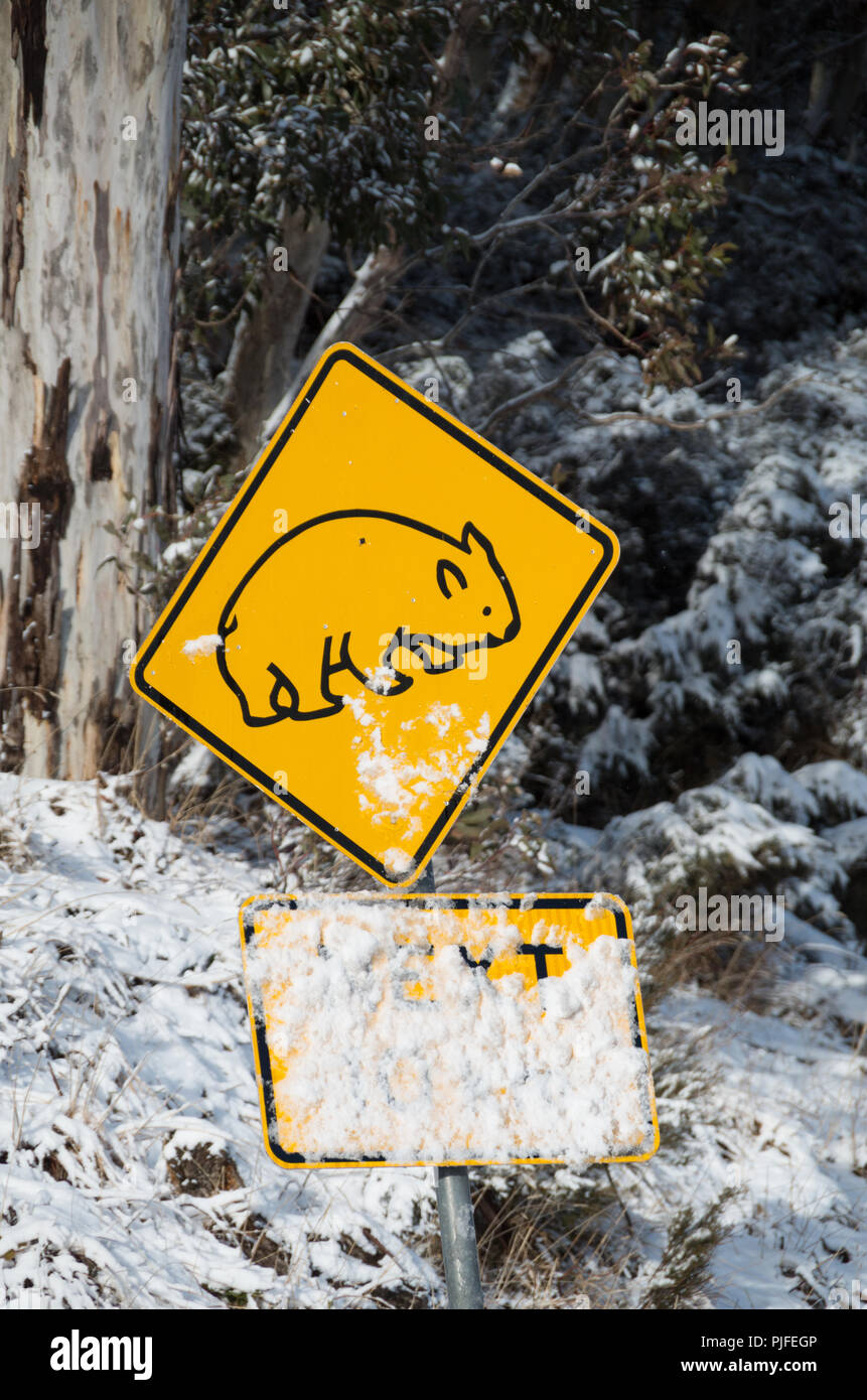 Wombat crossing caution sign in the snow after a recent snowfall on the ...