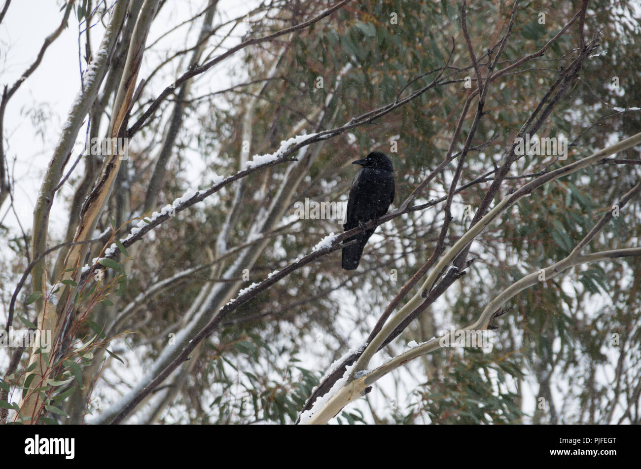 Crow sitting in tree while it's snowing in an Australian winter storm ...