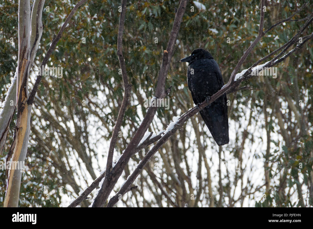 Crow sitting in tree while it's snowing in an Australian winter storm ...