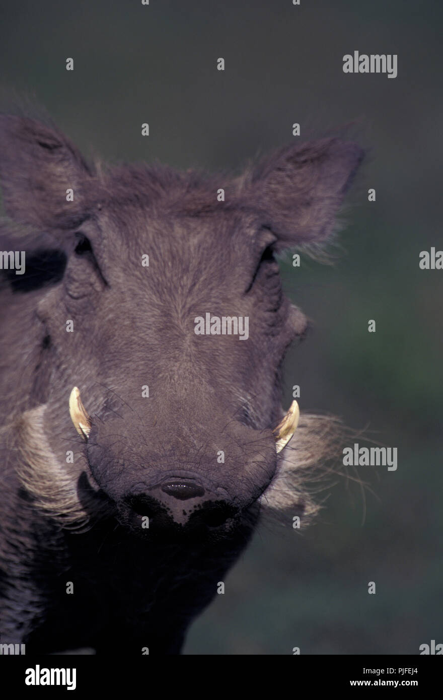 NOT 1098350 WARTHOG Phacochoerus africanus Serengeti National Park ...