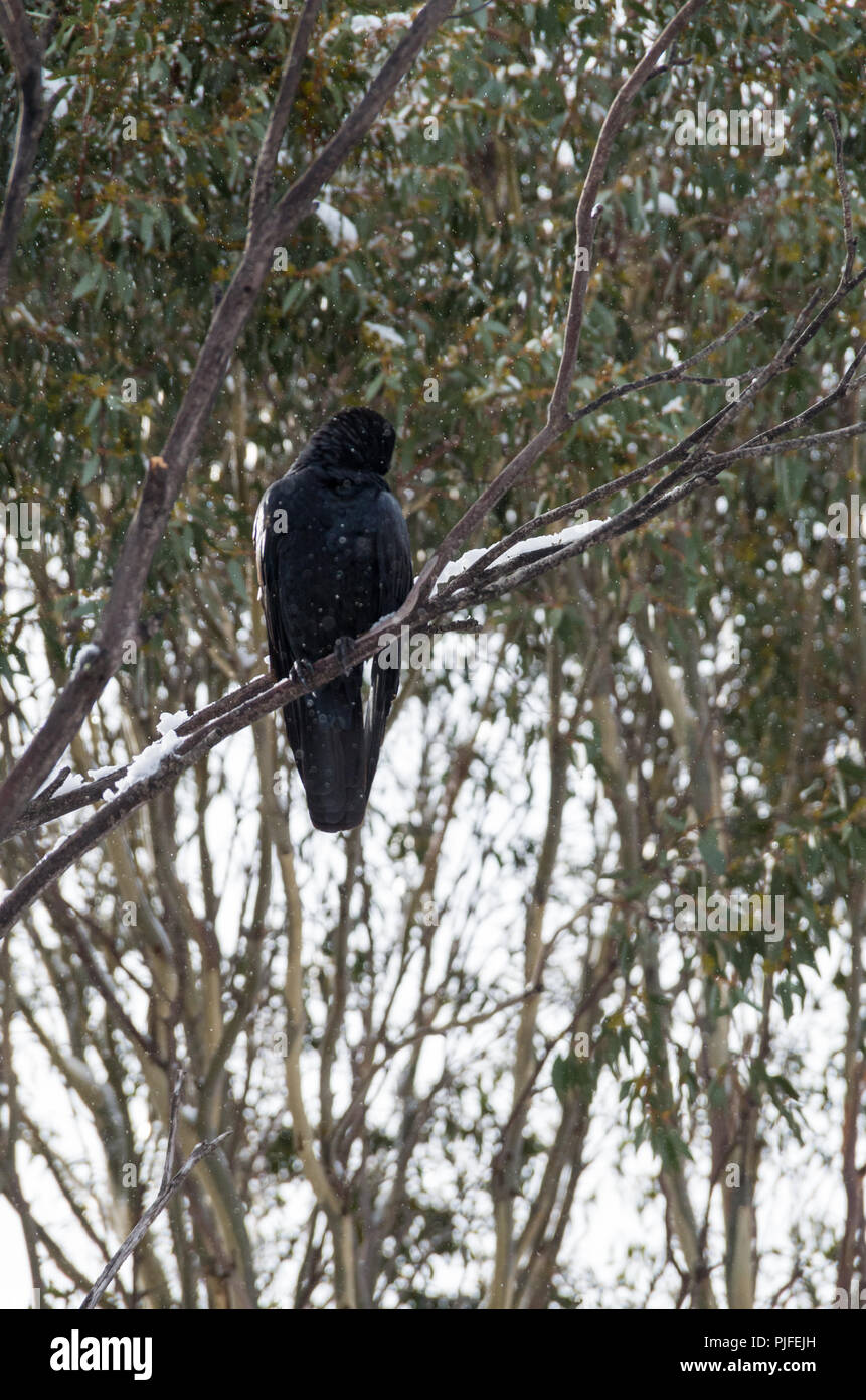 Crow sitting in tree while it's snowing in an Australian winter storm ...