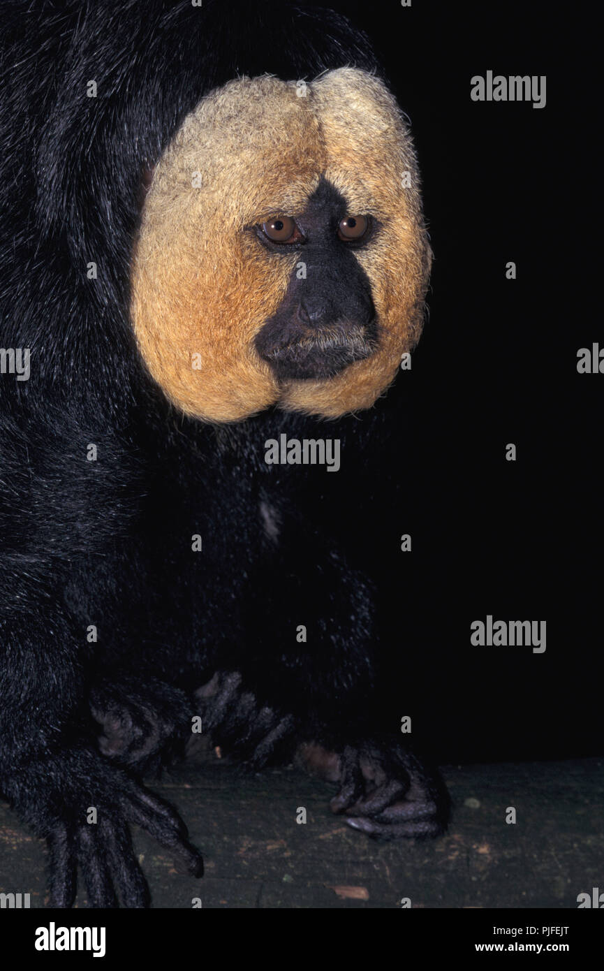 NOT 1249890 WHITE FACED SAKI MONKEY Pithecia pithecia Stock Photo - Alamy