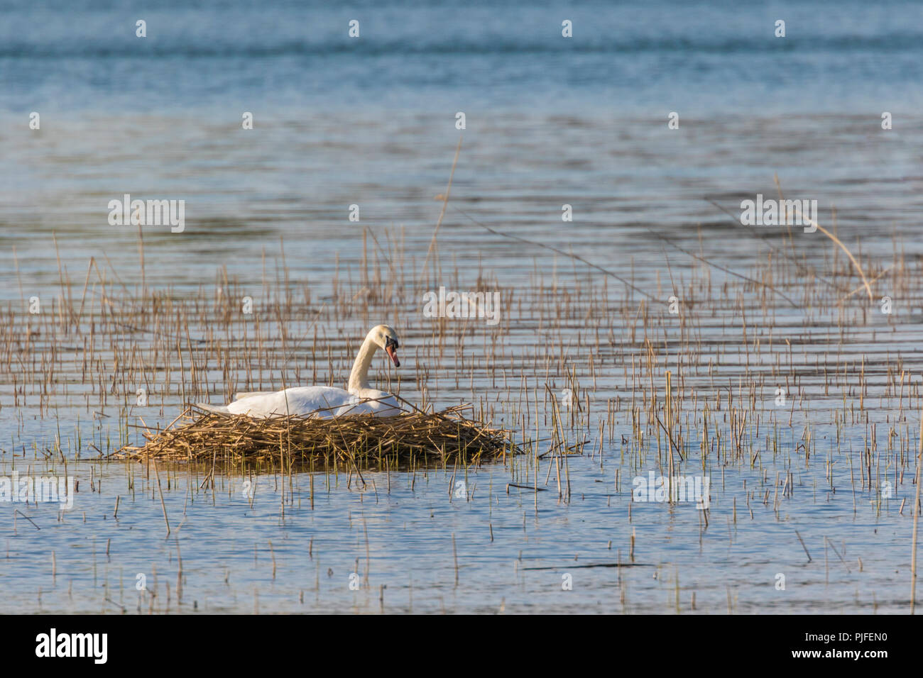 Brooding mute Swan on nest out on a lake, Södermanland, Sweden Stock Photo - Alamy